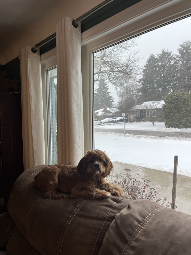 Wally | America's Favorite Pet