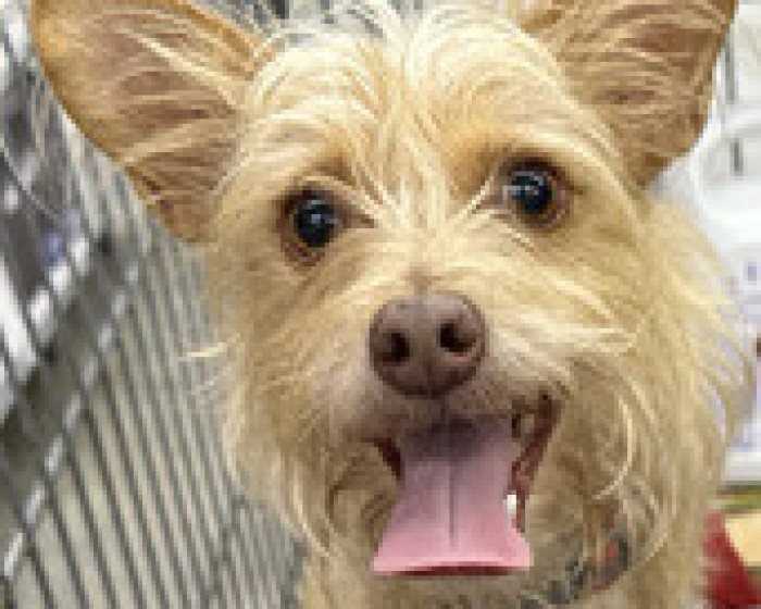 America's Favorite Pet