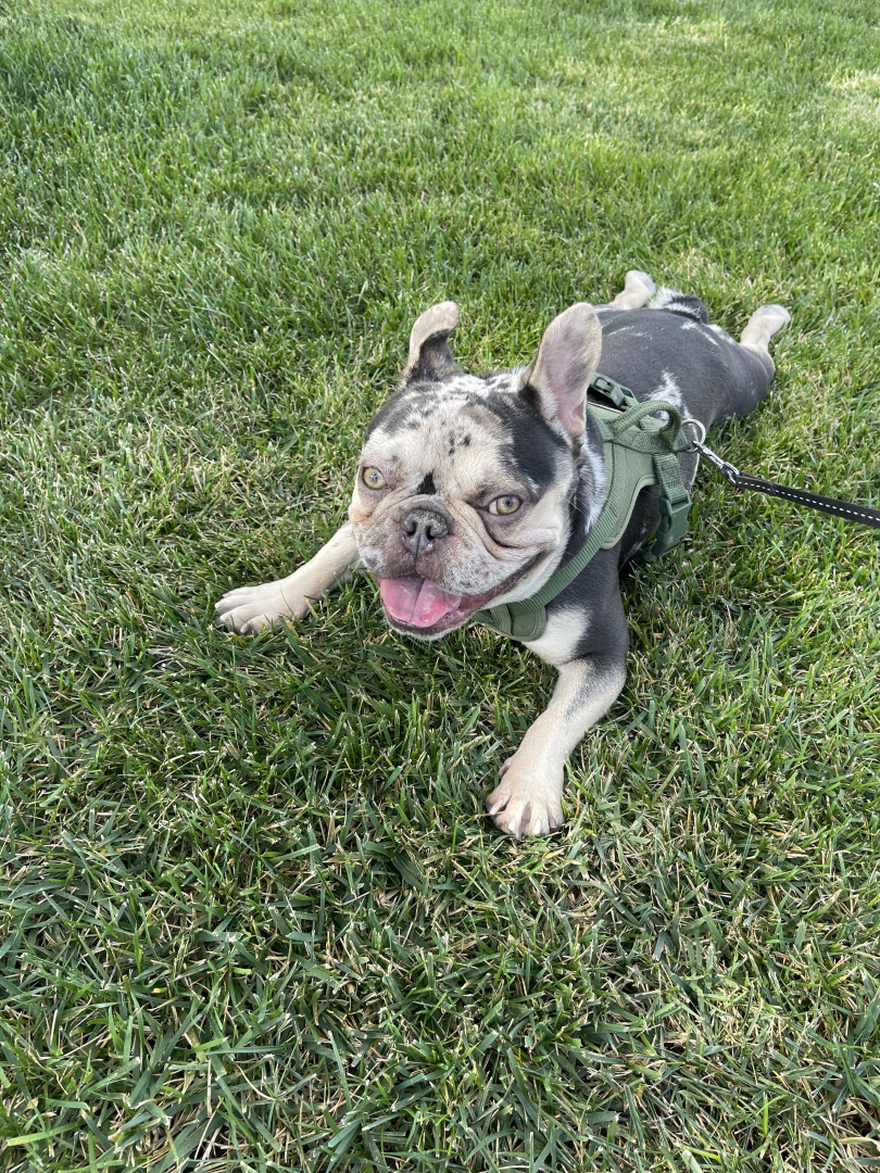 Louie | America's Favorite Pet