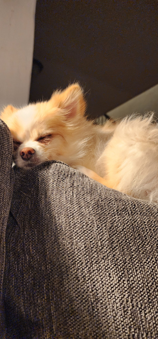 Molly | America's Favorite Pet