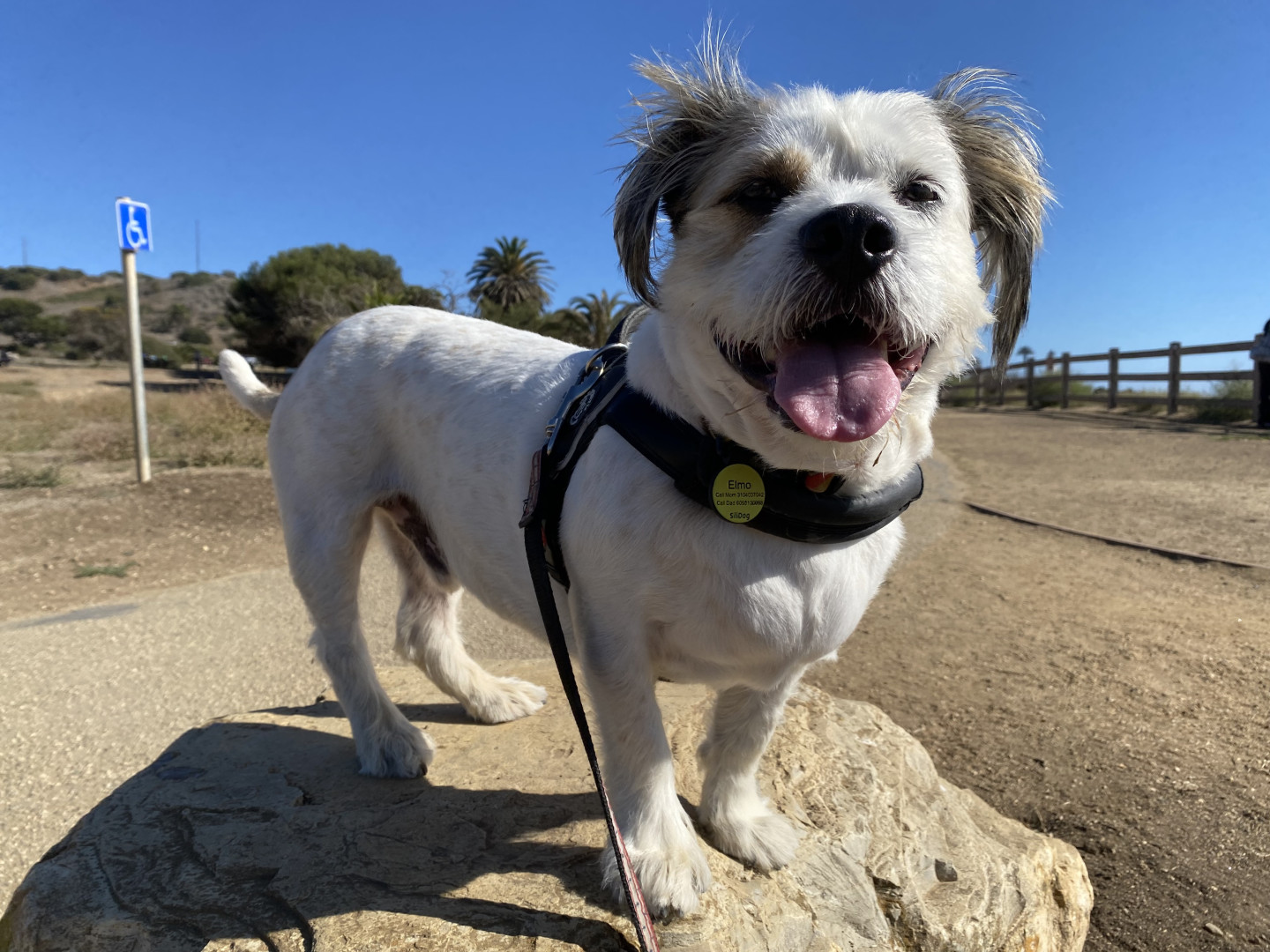 Elmo | America's Favorite Pet