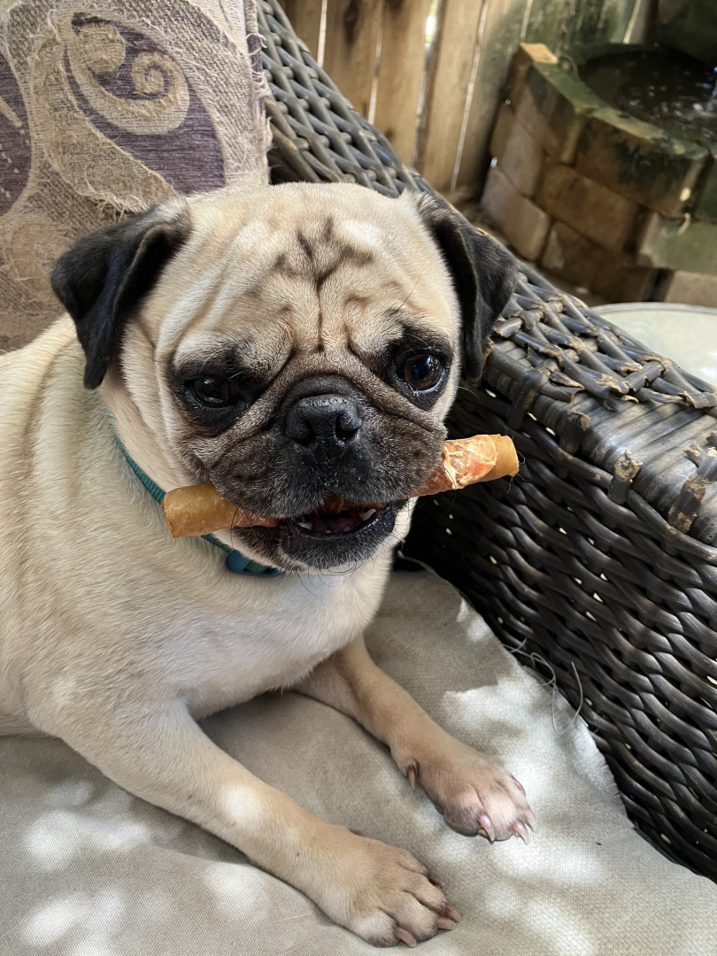 Gus | America's Favorite Pet