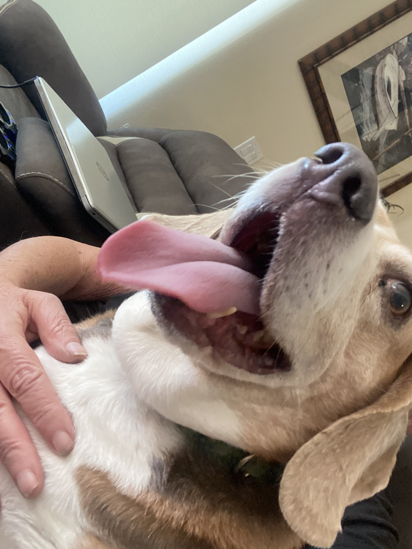 Mitch | America's Favorite Pet