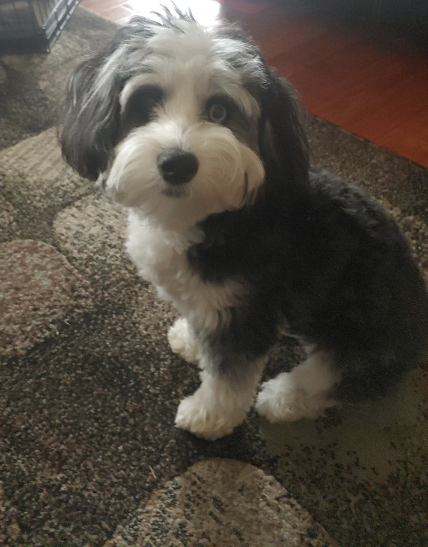 Kuzco | America's Favorite Pet