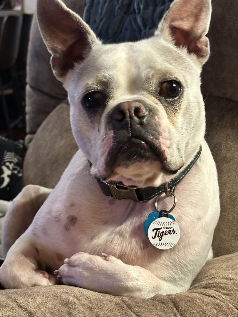 Albert | America's Favorite Pet