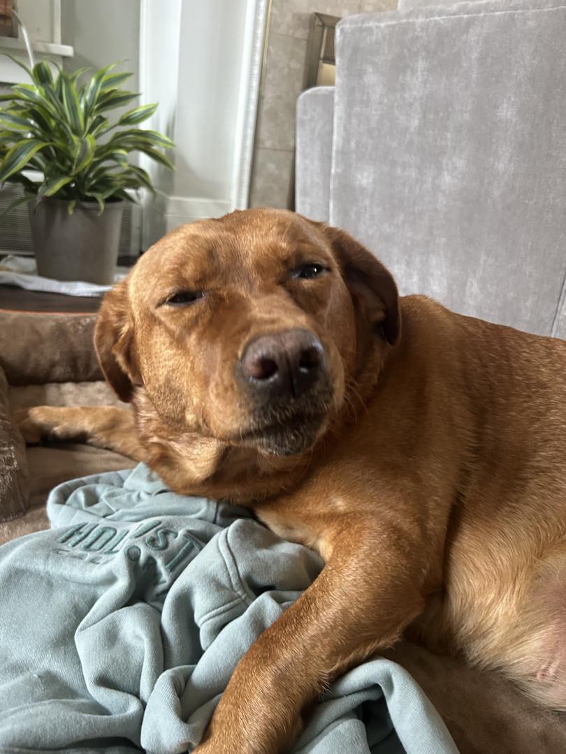 Quinn | America's Favorite Pet