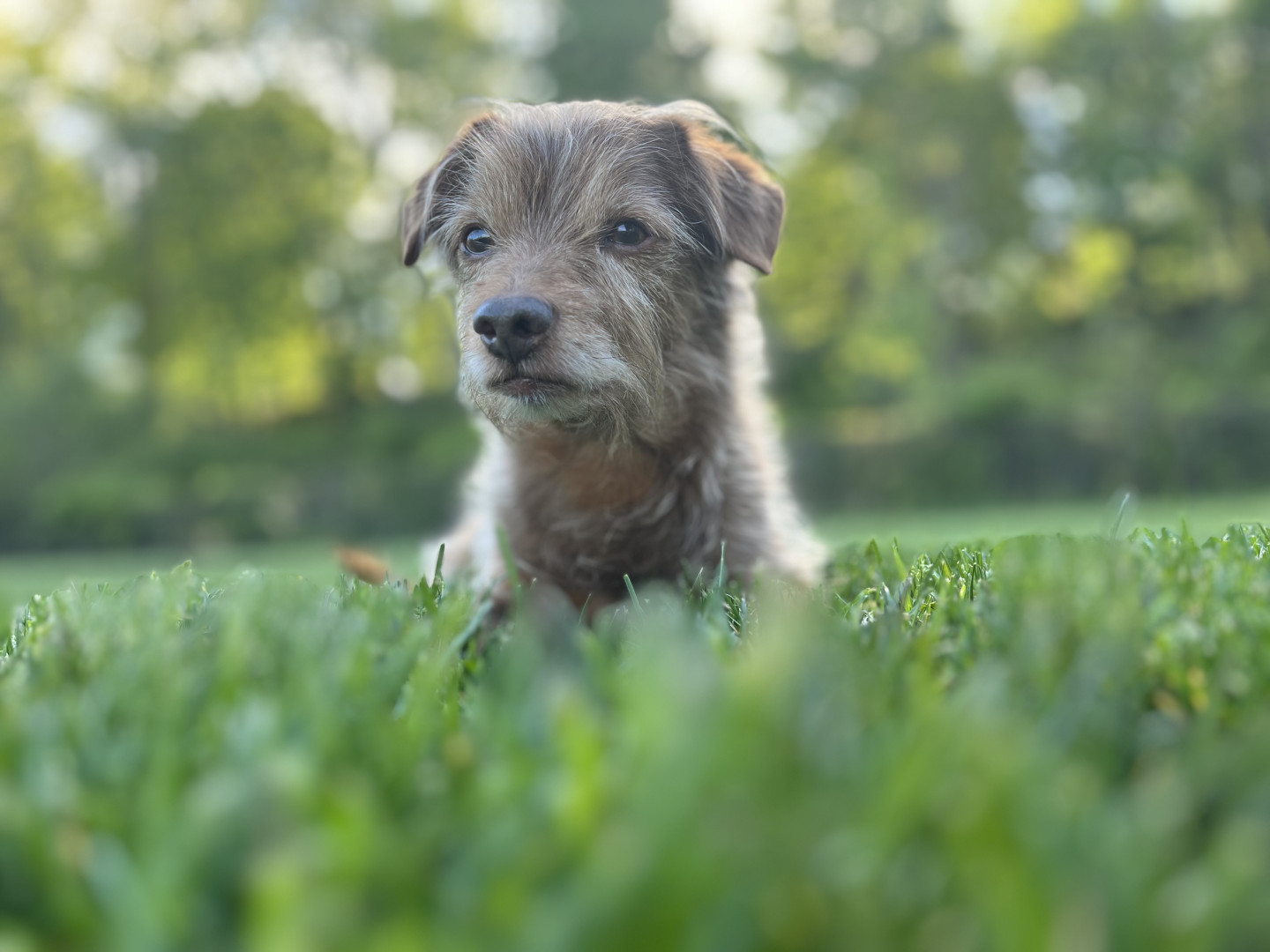 Hades | America's Favorite Pet