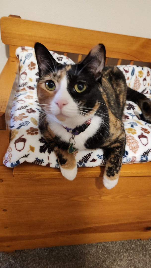 Luna | America's Favorite Pet