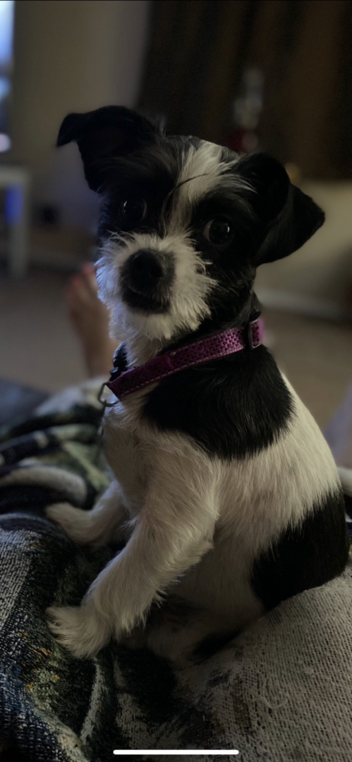 Sissy | America's Favorite Pet