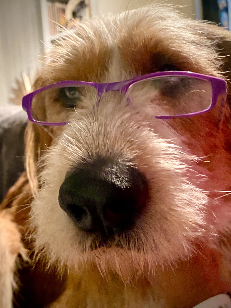 Creed | America's Favorite Pet