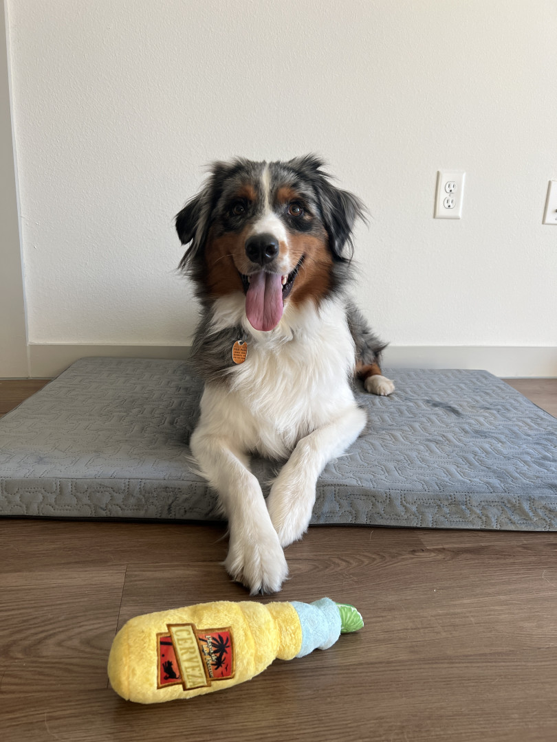 Cody | America's Favorite Pet