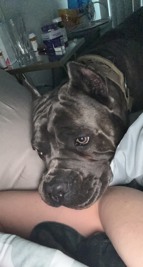 Prime | America's Favorite Pet