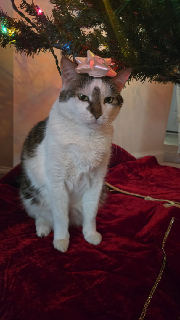 Boo boo | America's Favorite Pet