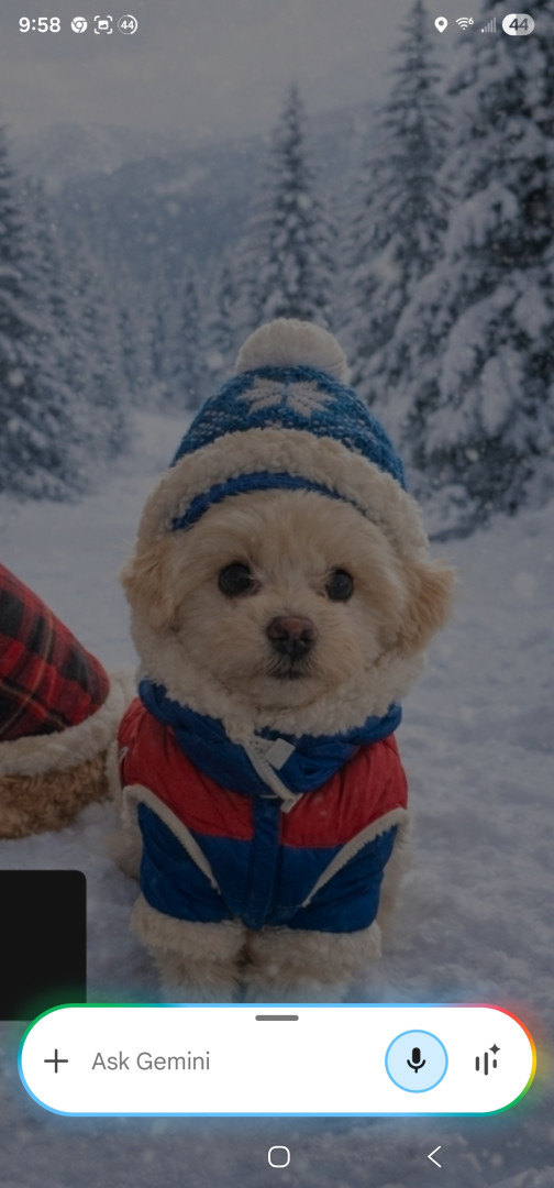 Marley | America's Favorite Pet