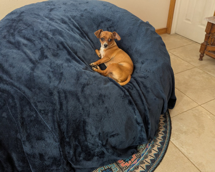 America's Favorite Pet