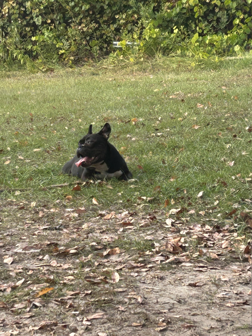 Queen | America's Favorite Pet