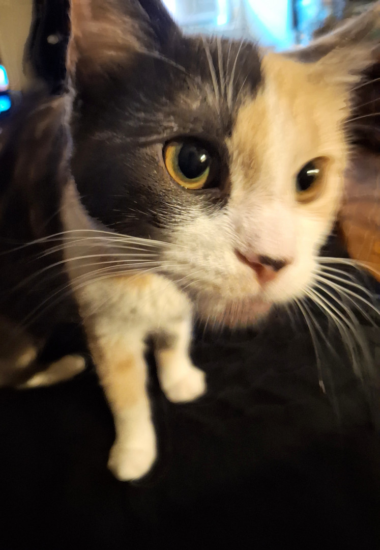 Havey | America's Favorite Pet