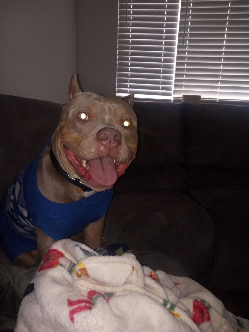 Draco | America's Favorite Pet