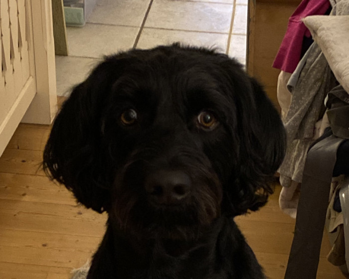 America's Favorite Pet