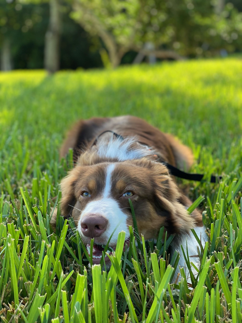 Milo | America's Favorite Pet