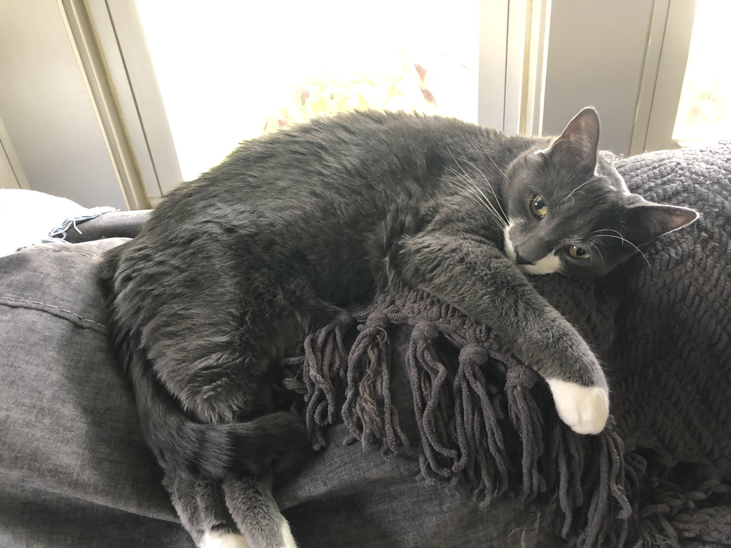 Motley | America's Favorite Pet