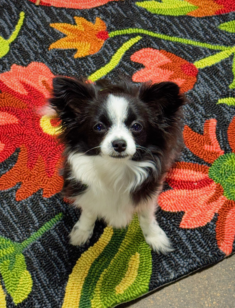 Pablo | America's Favorite Pet