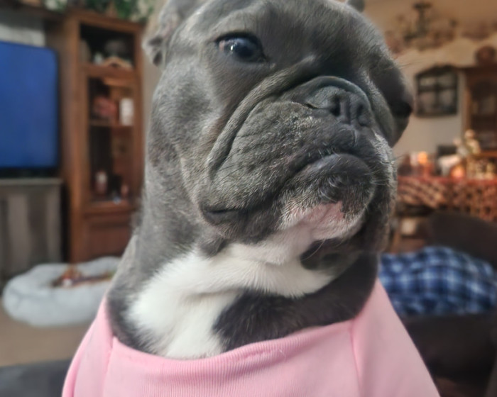 Franni mae | America's Favorite Pet