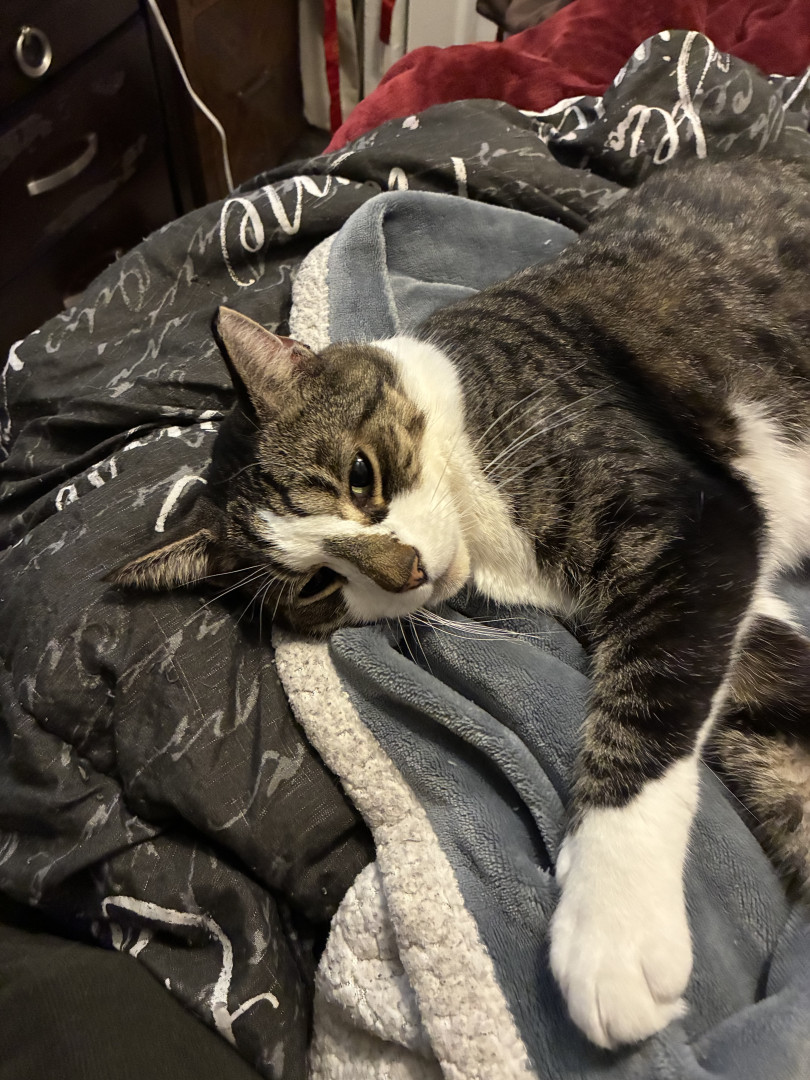 Onyx | America's Favorite Pet