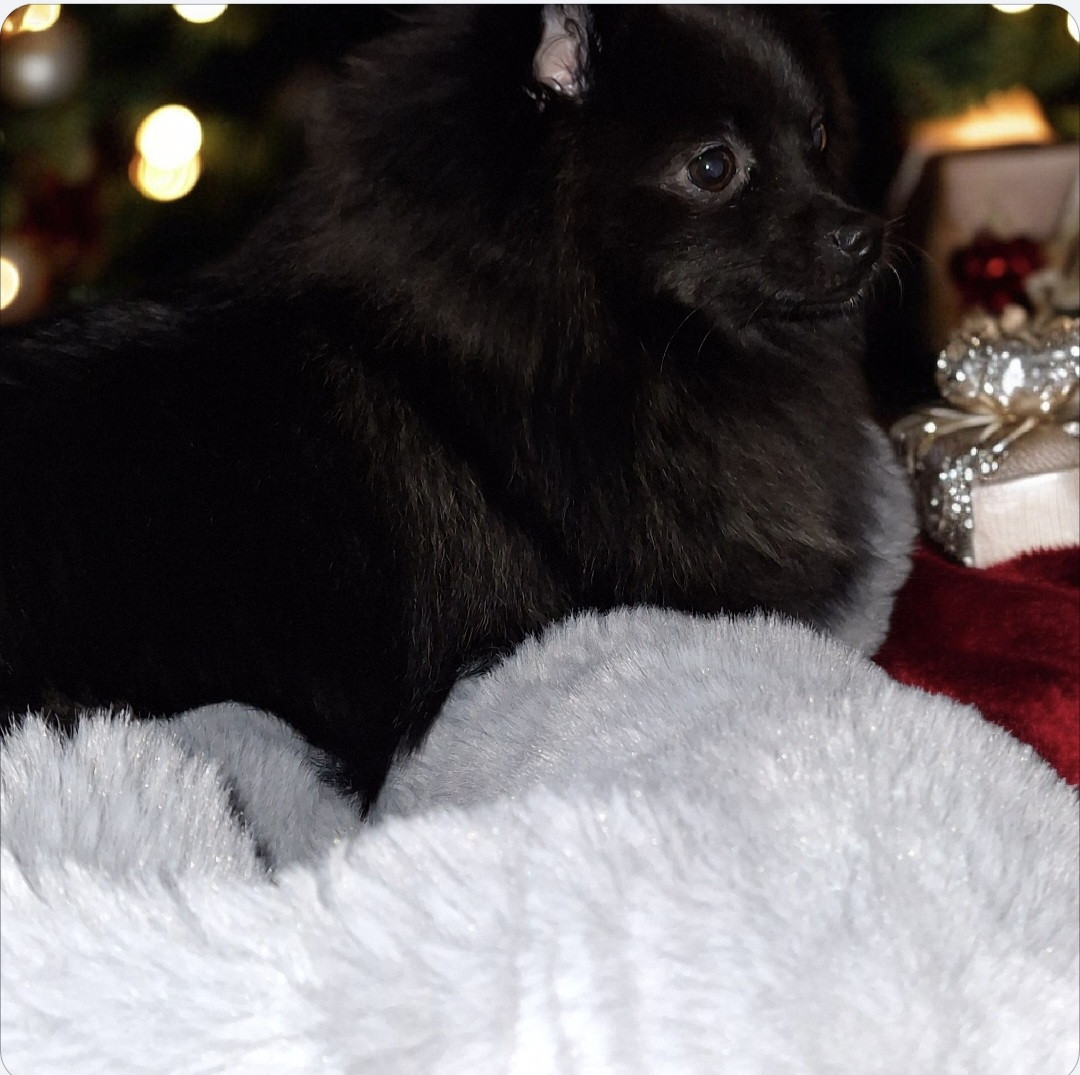 Ozzy | America's Favorite Pet