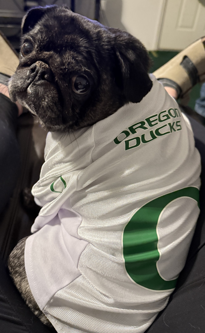 Miss Pebbles | America's Favorite Pet