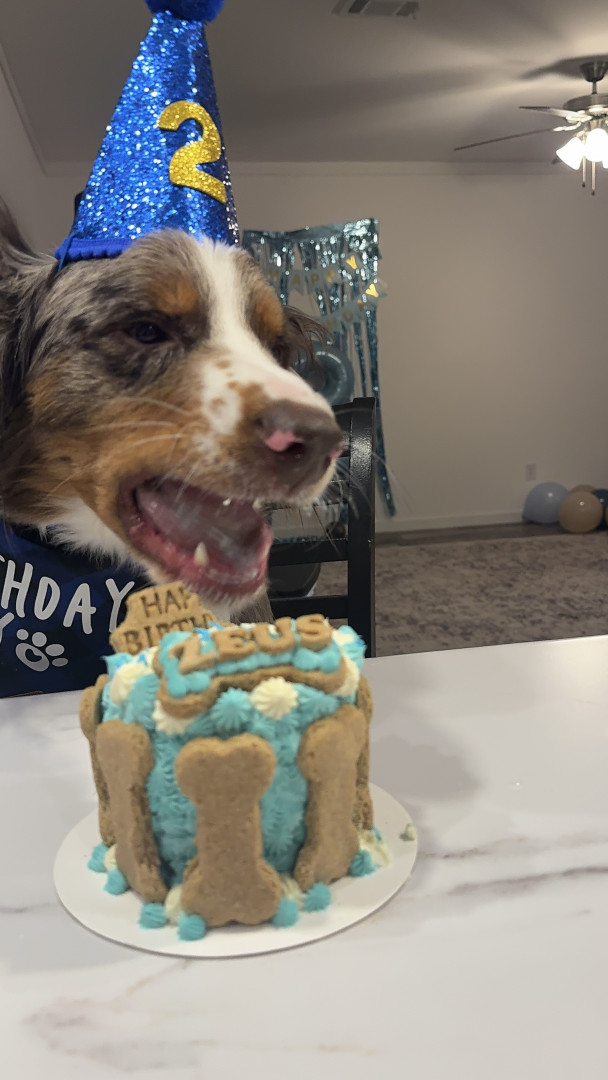 Zeus | America's Favorite Pet