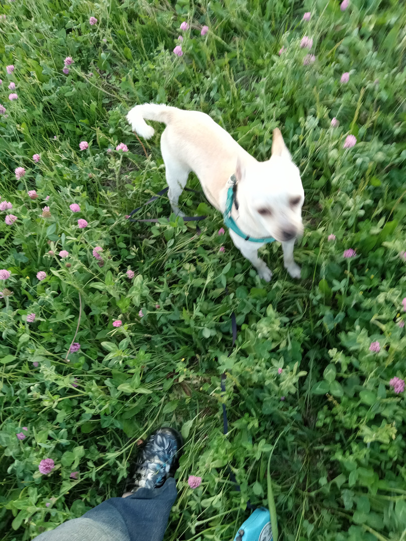 Snowman | America's Favorite Pet