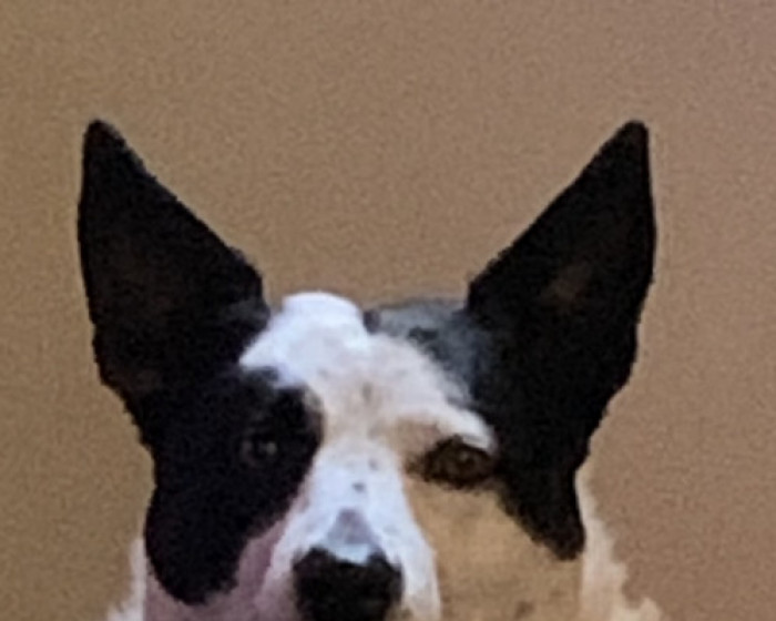 Pika | America's Favorite Pet