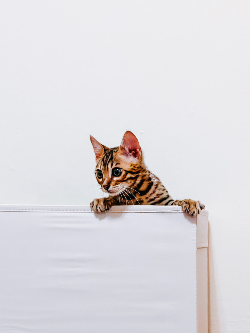 Nemo | America's Favorite Pet