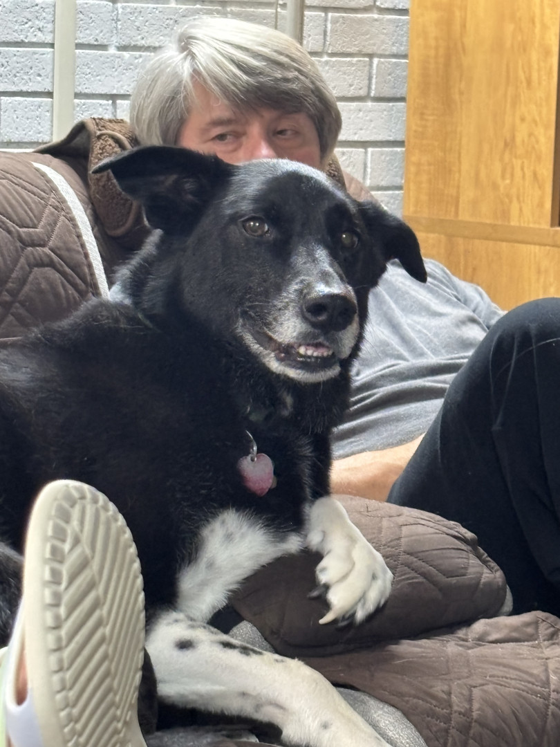 Onyx Goober | America's Favorite Pet