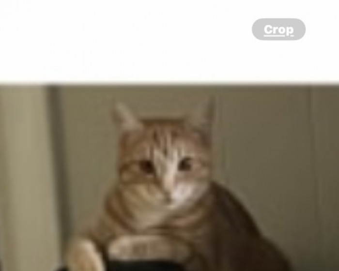 Gizmo | America's Favorite Pet