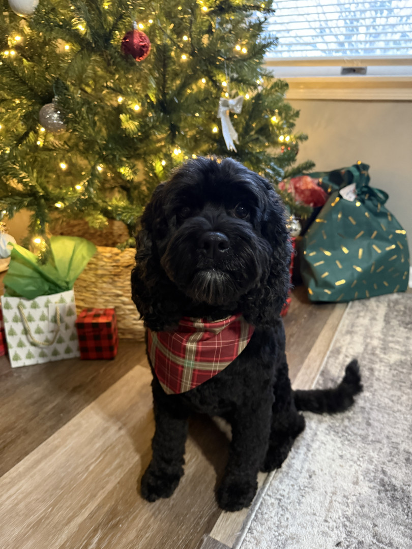 Leo | America's Favorite Pet