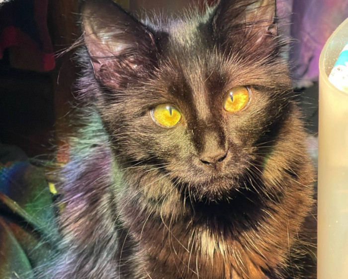 America's Favorite Pet