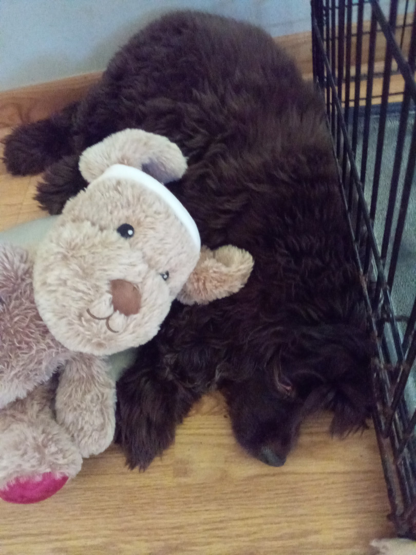 Blackie | America's Favorite Pet