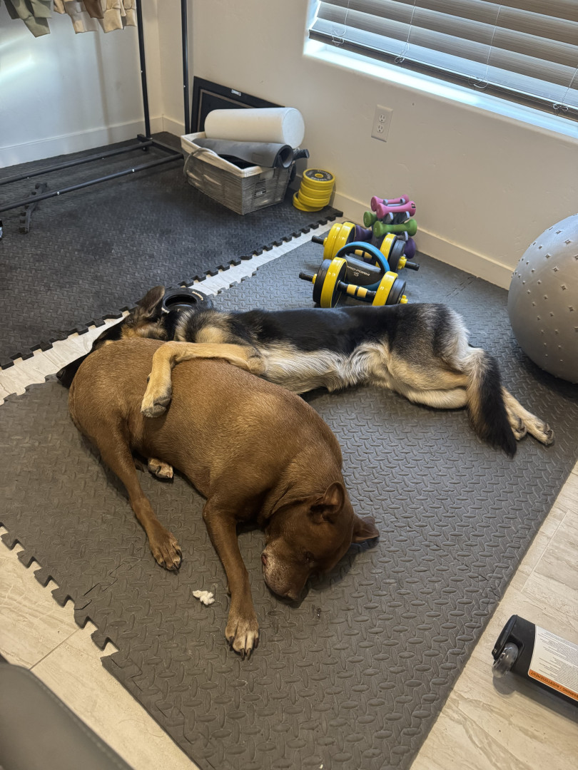 Cash | America's Favorite Pet