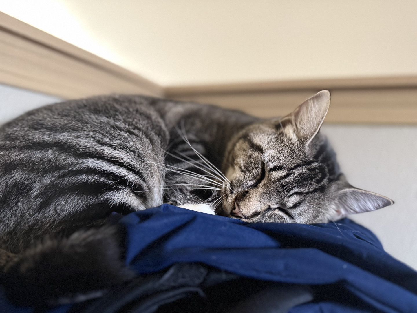 Bear | America's Favorite Pet