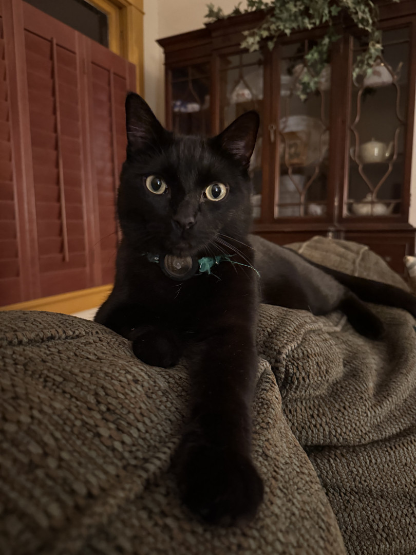 Buddha | America's Favorite Pet