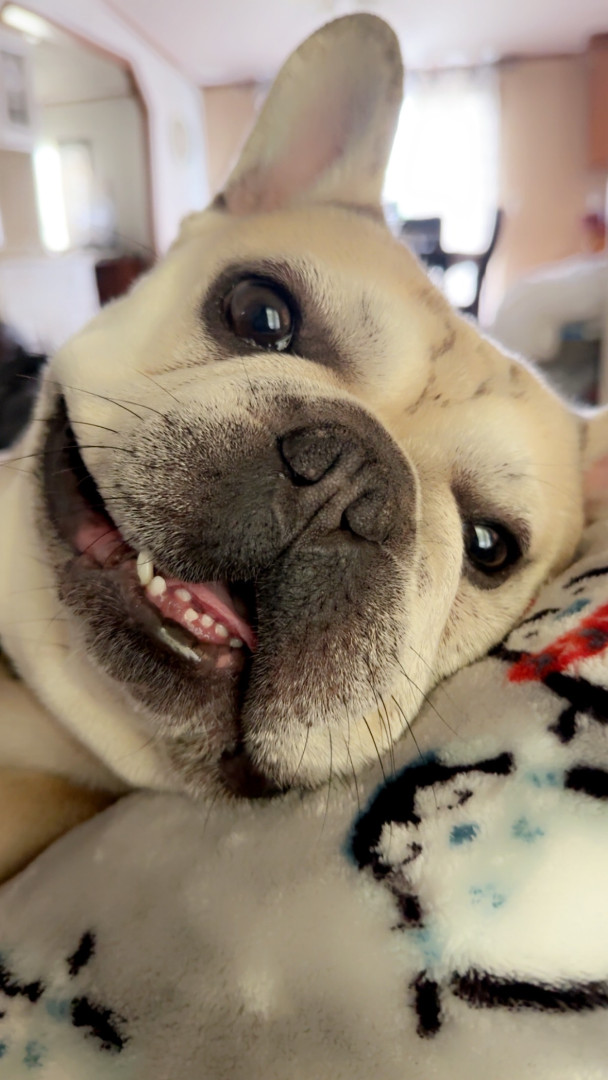 stitch | America's Favorite Pet