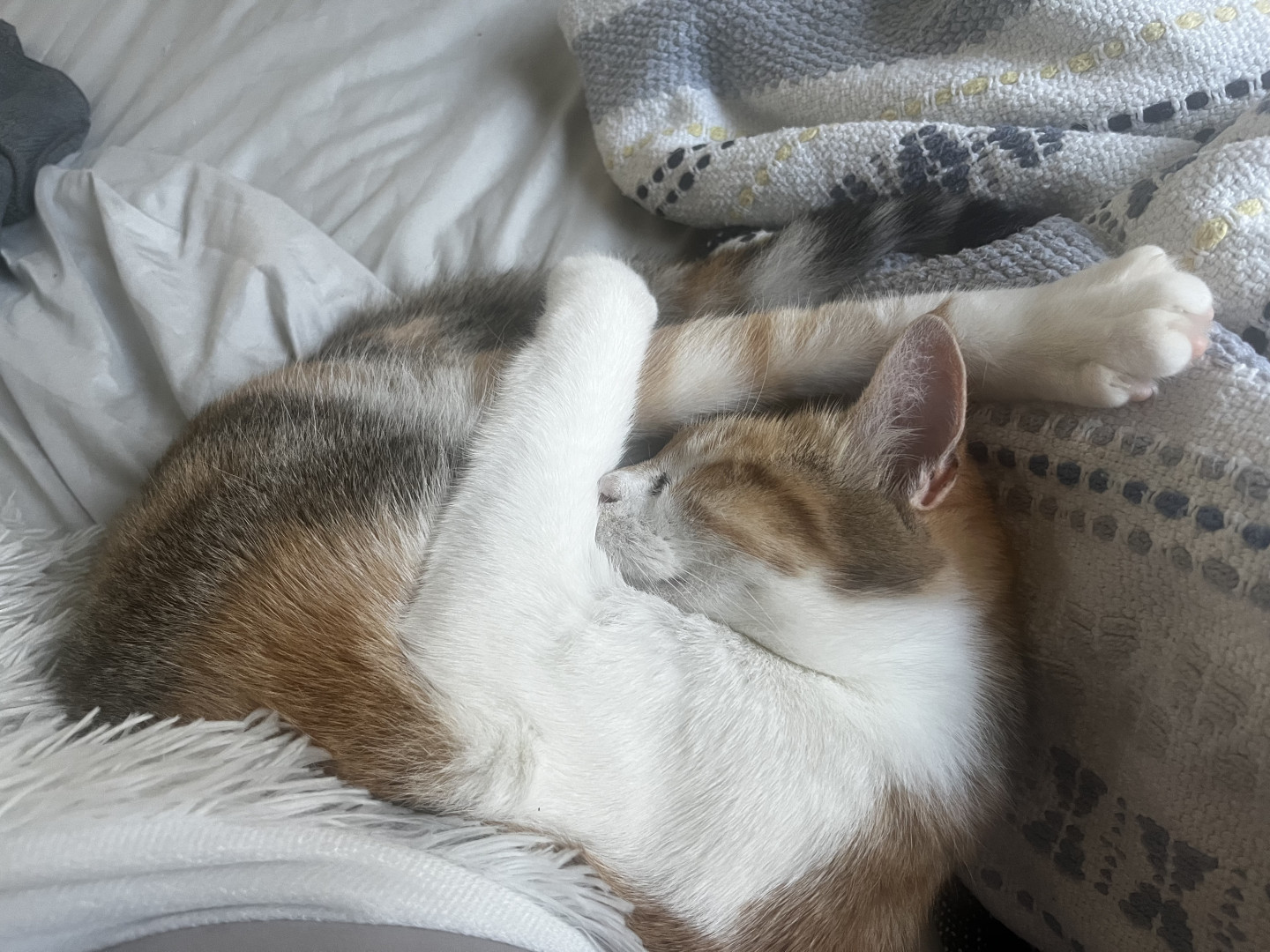 Jasmine | America's Favorite Pet