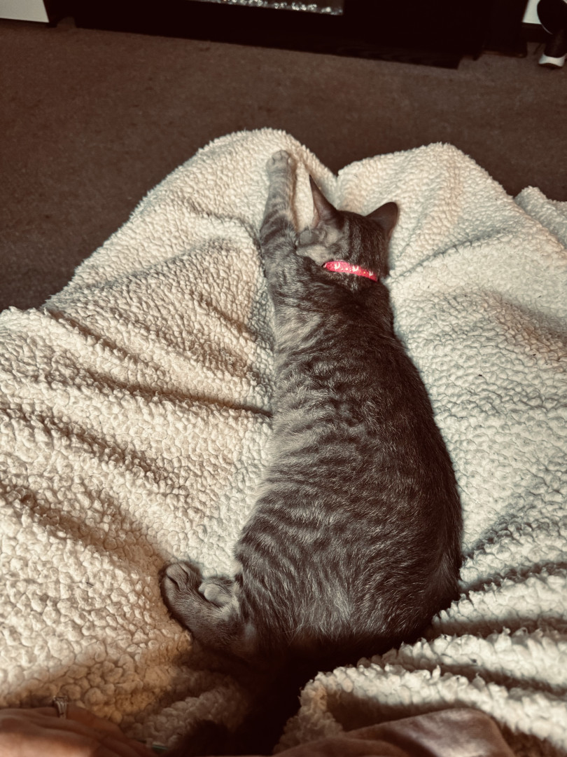 Freya | America's Favorite Pet