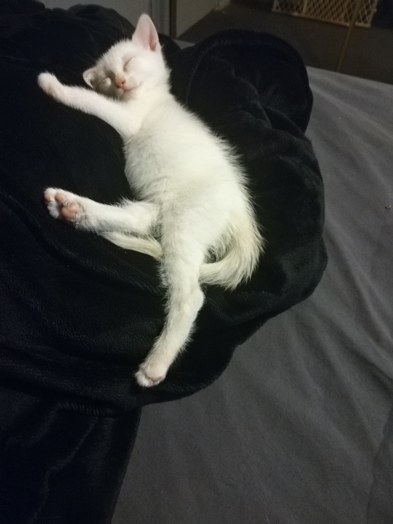 Chester | America's Favorite Pet