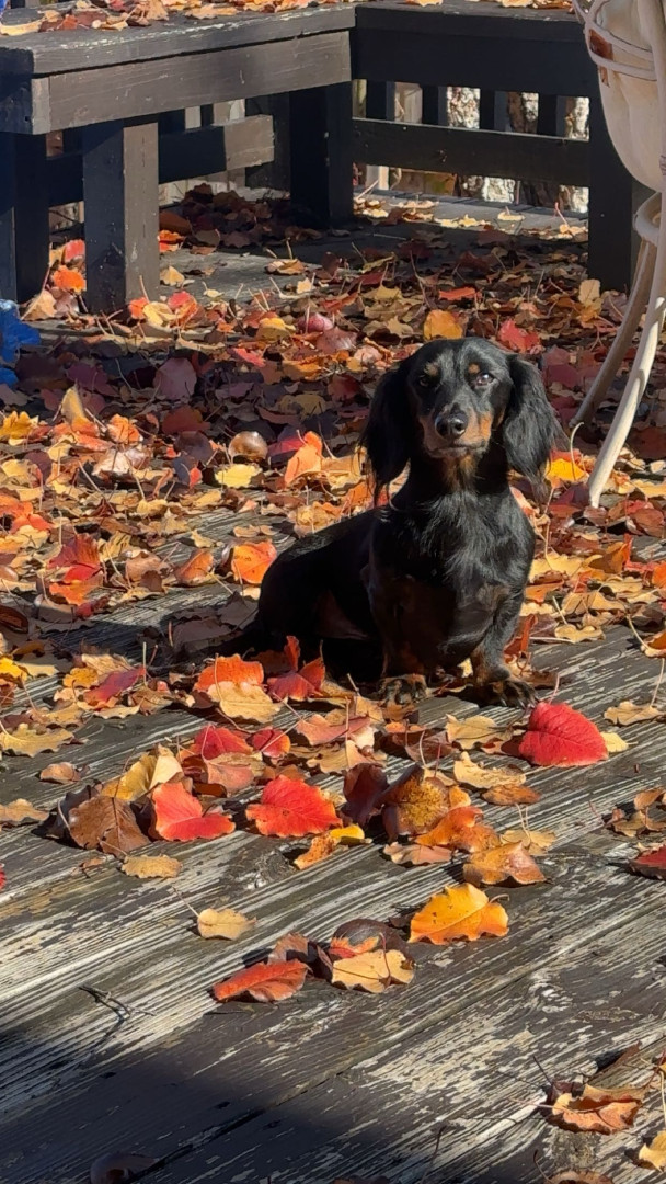 Ozzy | America's Favorite Pet