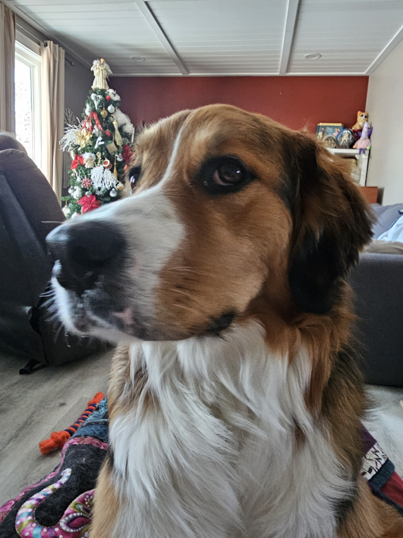 Gabi | America's Favorite Pet