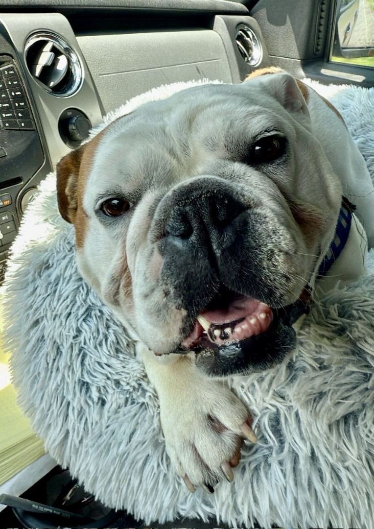 Bogey | America's Favorite Pet