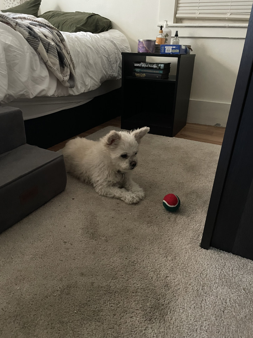 Jack | America's Favorite Pet